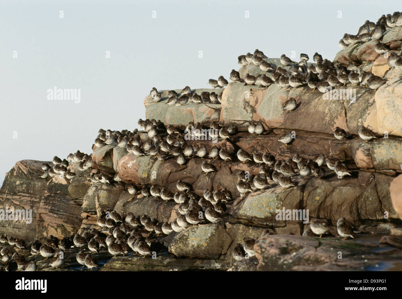 Birds perching on rock Stock Photo - Alamy