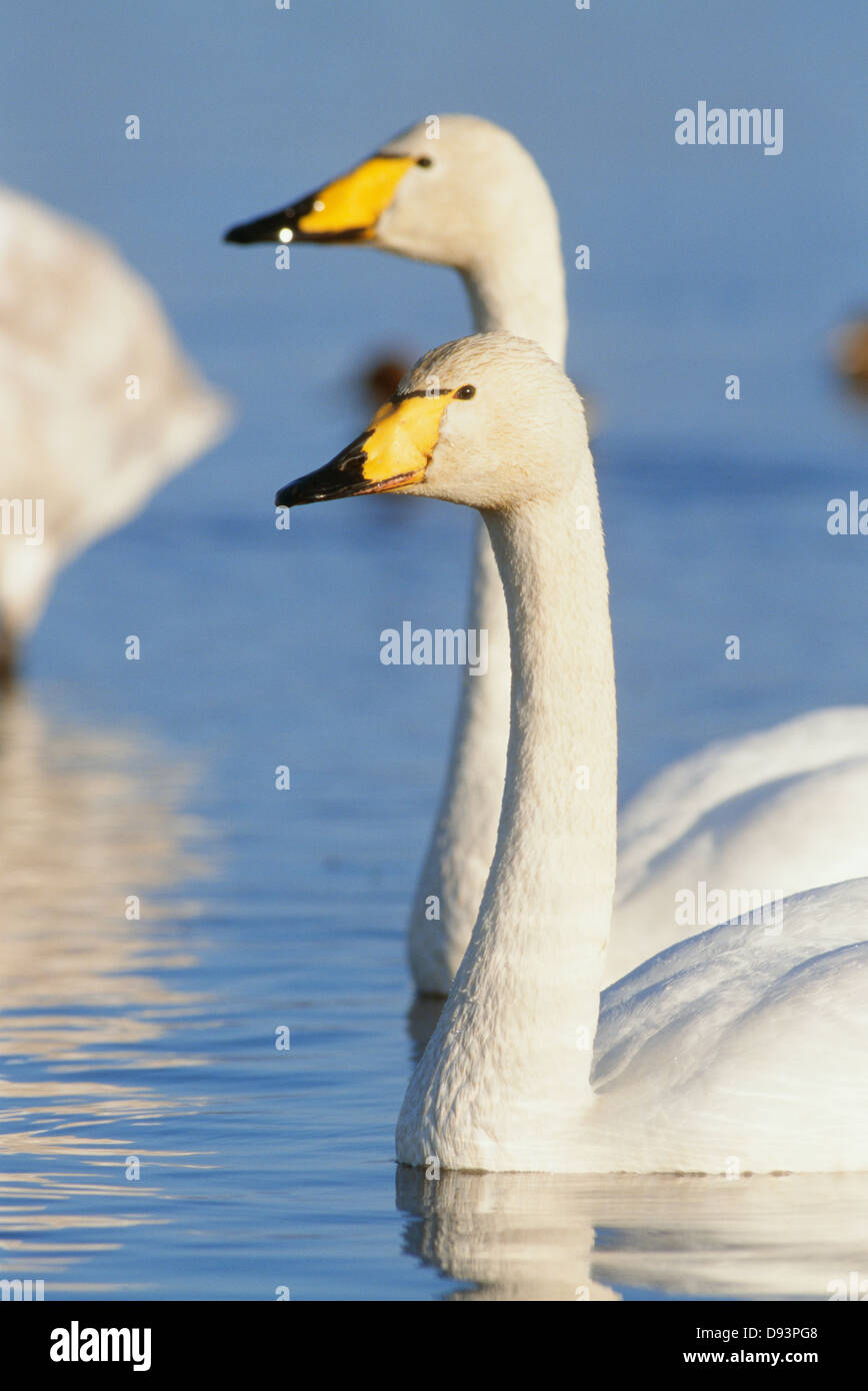 Swans swimming hi-res stock photography and images - Alamy