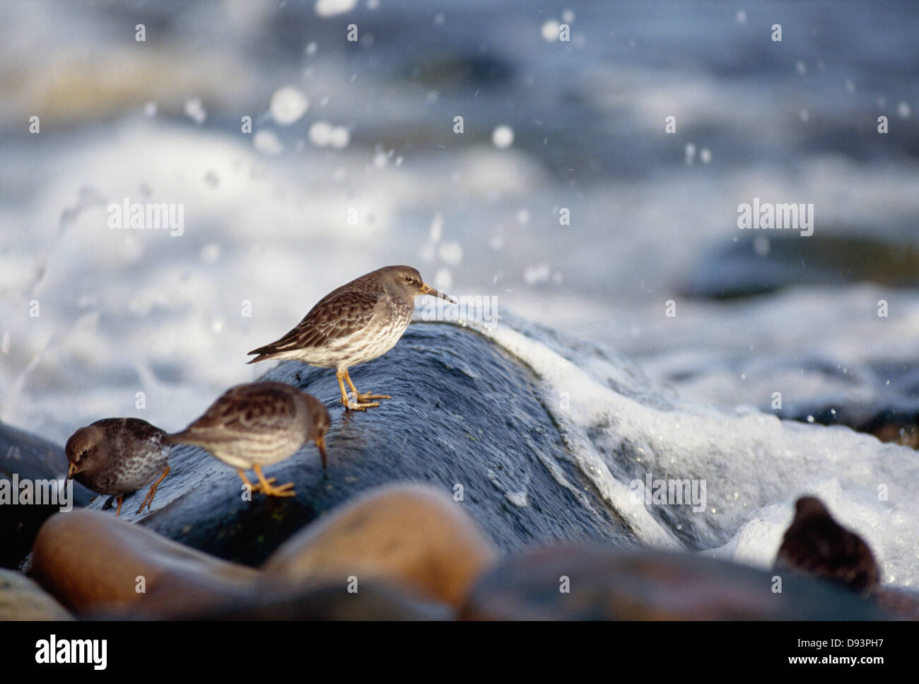 Birds perching on rock Stock Photo - Alamy