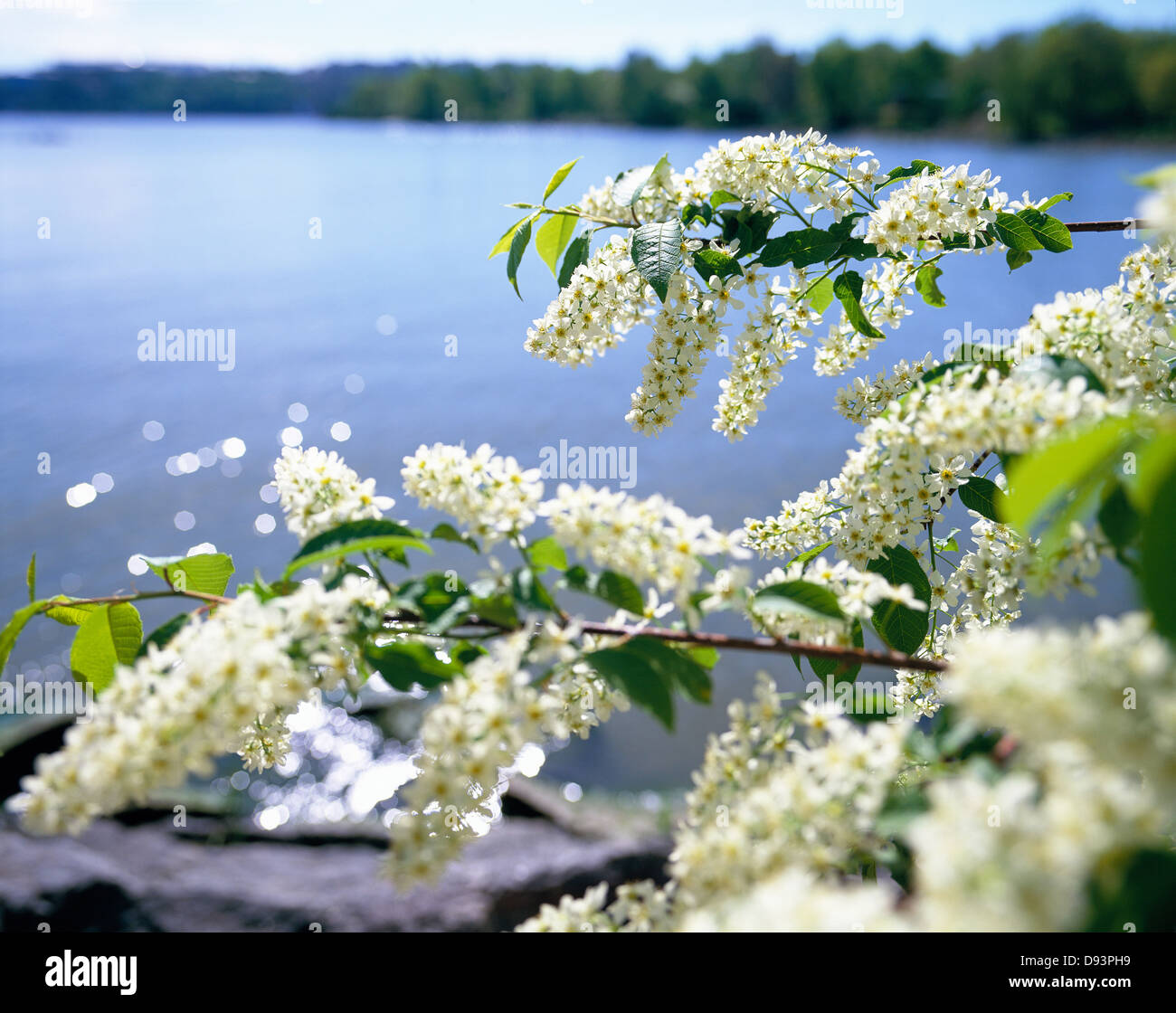 Flowering bird cherry tree hi-res stock photography and images - Alamy