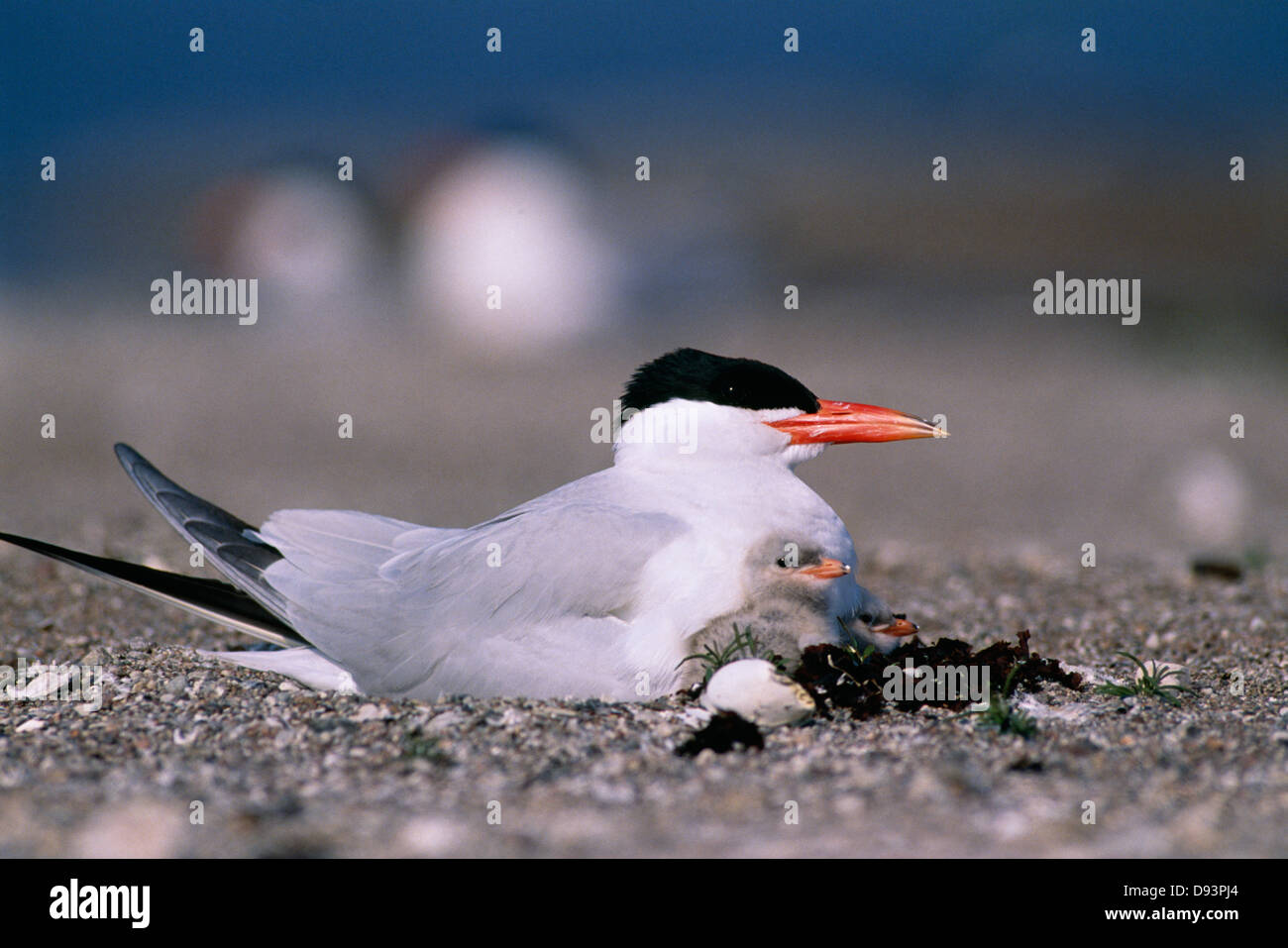Baby tern hi-res stock photography and images - Alamy