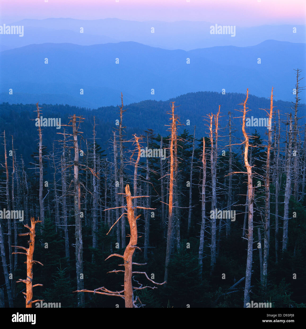 Dead forest hi-res stock photography and images - Alamy