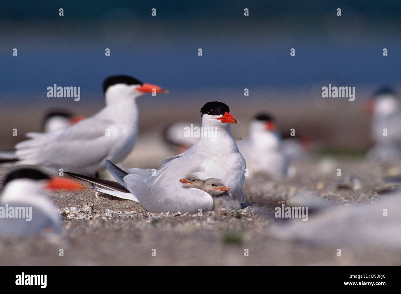 Caspian Terns, close-up Stock Photo - Alamy