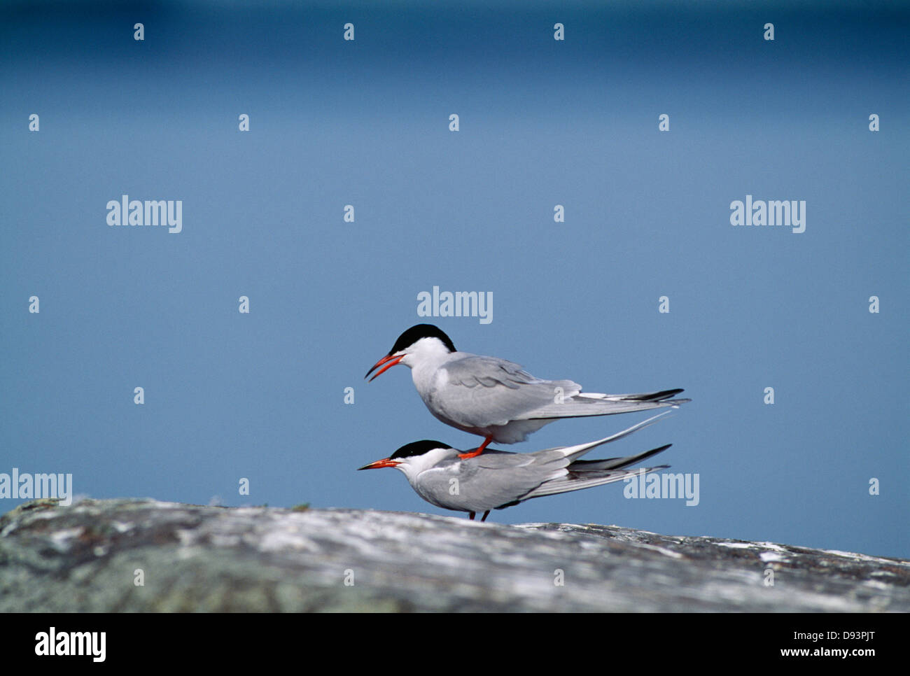 Mating birds hi-res stock photography and images - Alamy