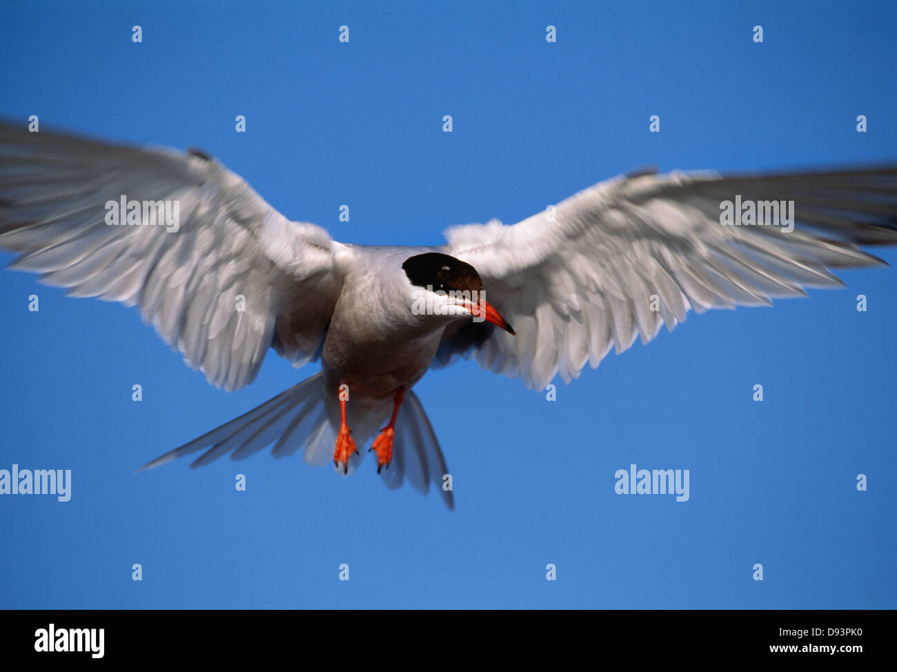 Common tern in flight hi-res stock photography and images - Alamy