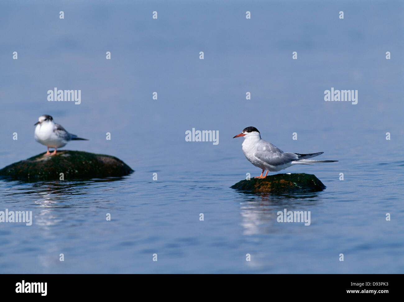 Perching water birds hi-res stock photography and images - Alamy