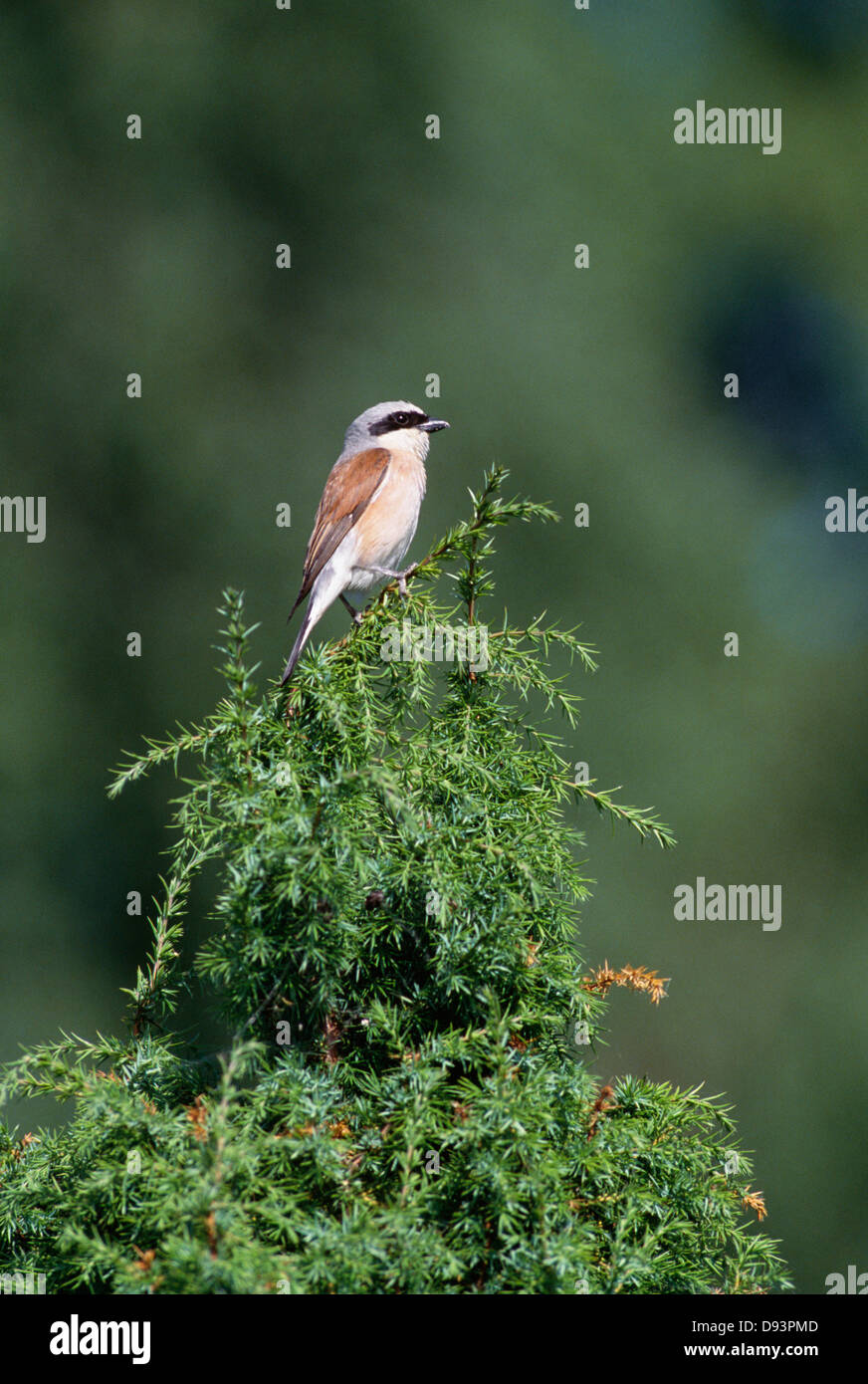 Treetop bird hi-res stock photography and images - Alamy