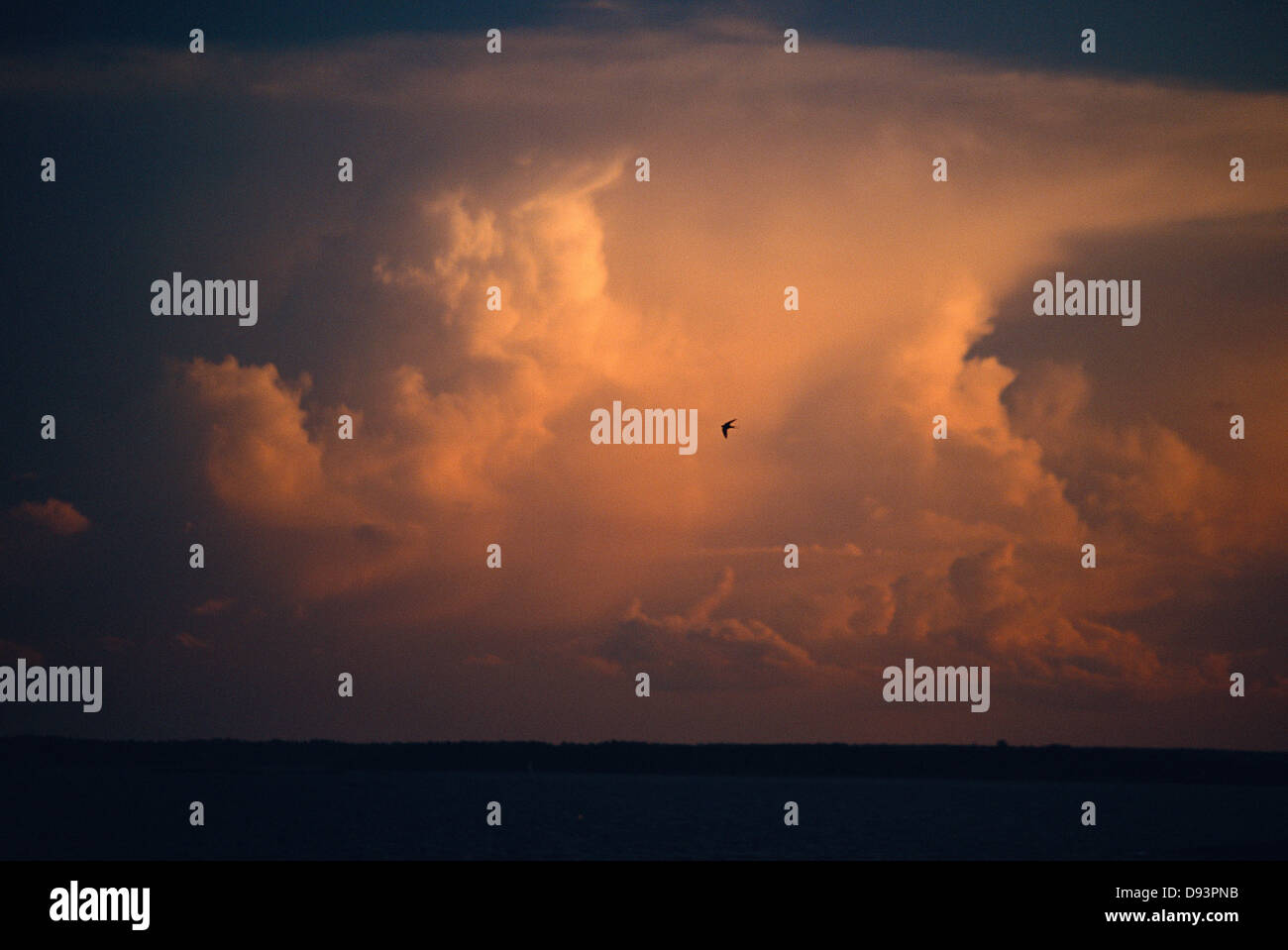 Dramatic bird flying hi-res stock photography and images - Alamy