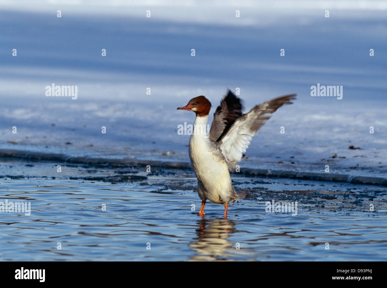 Reflection of goosander in lake Stock Photo - Alamy