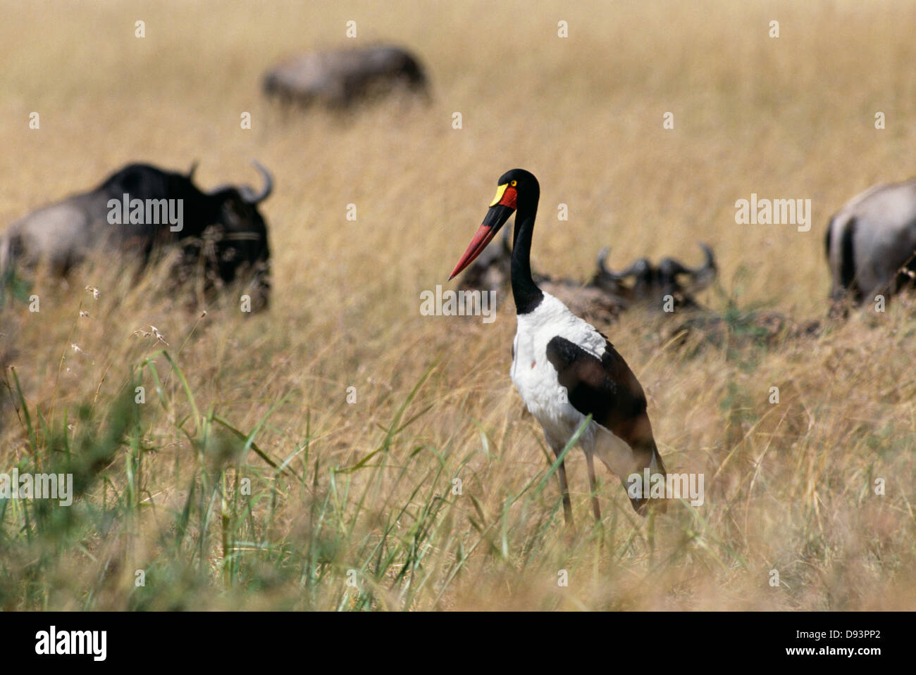 Stork standing among animals Stock Photo - Alamy
