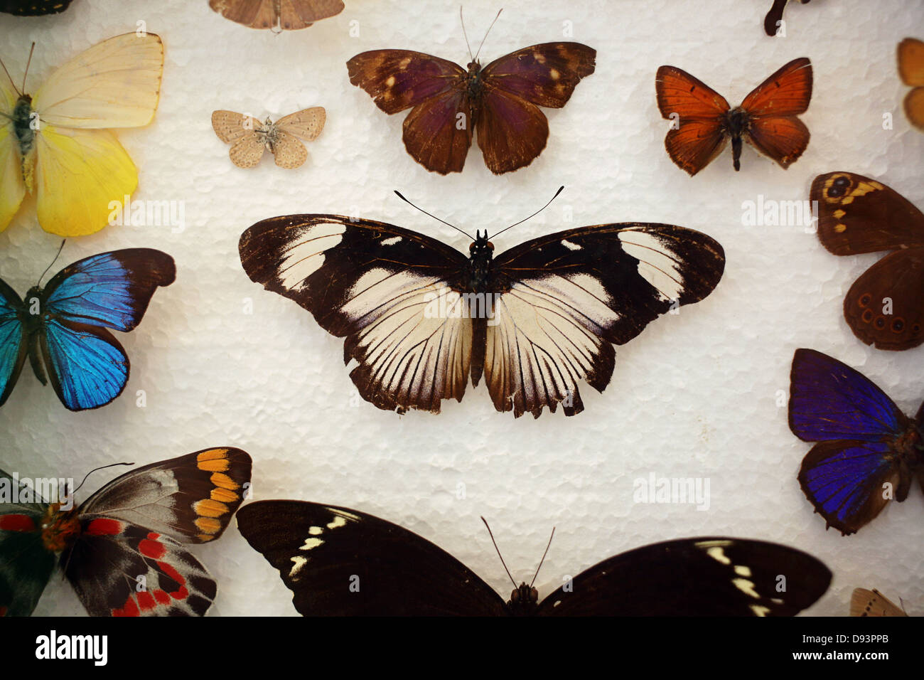 Butterfly exhibition hi-res stock photography and images - Alamy