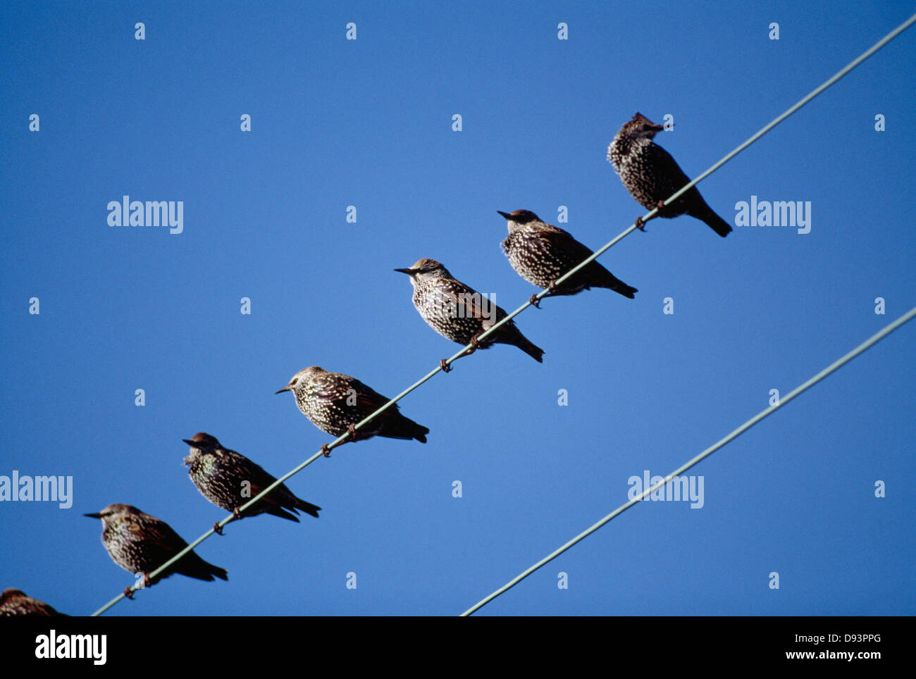 Birds perching on cable Stock Photo - Alamy