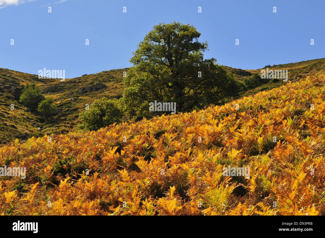 Downy oak quercus pubescens hi-res stock photography and images - Alamy