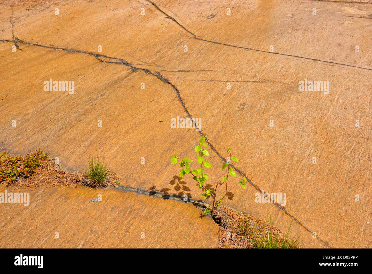 Canadian Shield granite outcrops with aspen seedling Killarney ...