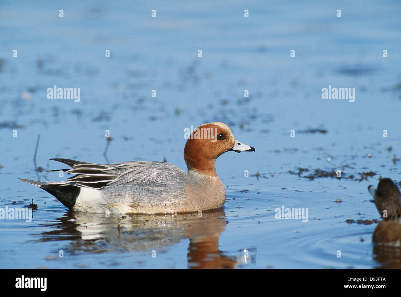 Reflection of european widgeon on lake Stock Photo - Alamy