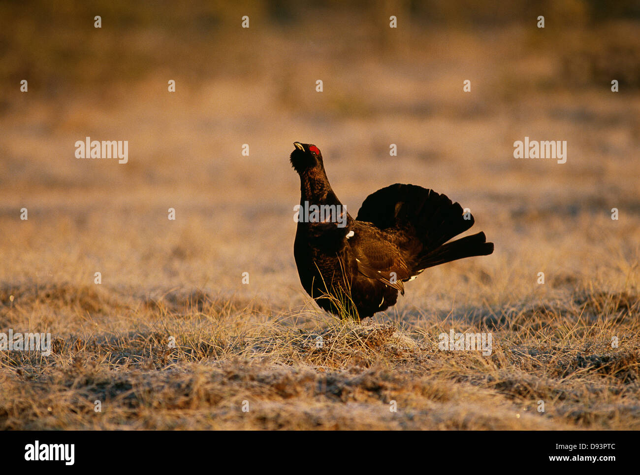 Bird standing in field Stock Photo - Alamy