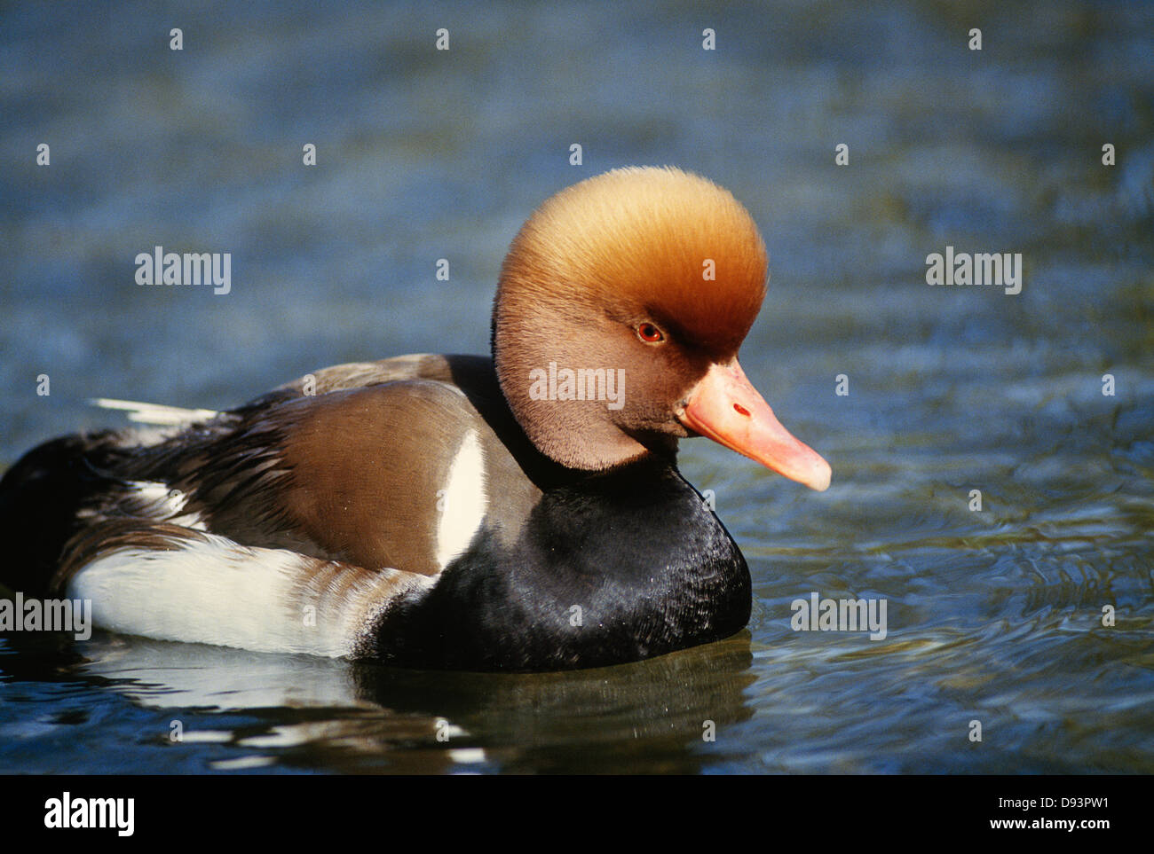 Duck in lake Stock Photo - Alamy