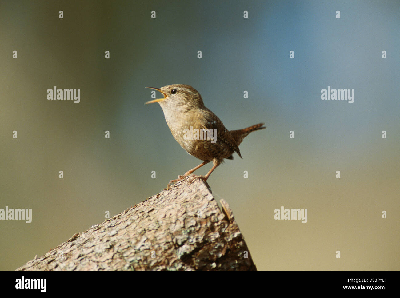 Winter wren calling Stock Photo - Alamy