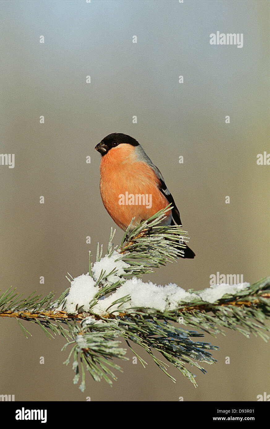 Bullfinch perching hi-res stock photography and images - Alamy