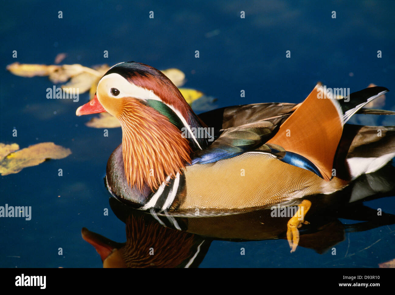 Reflection of colourful duck on water Stock Photo - Alamy