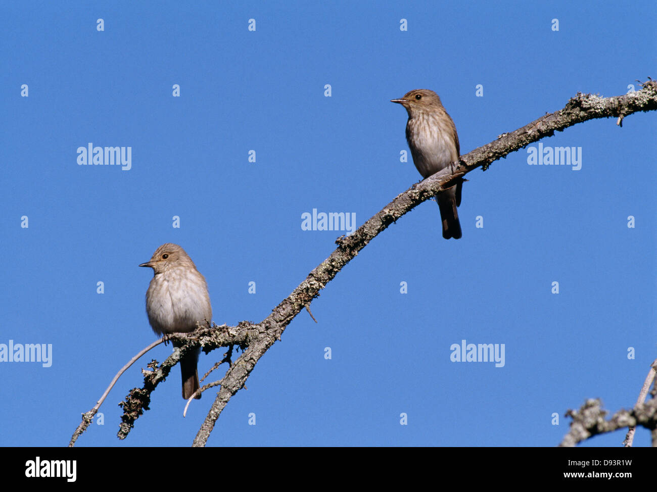 Two birds perching on branch Stock Photo - Alamy