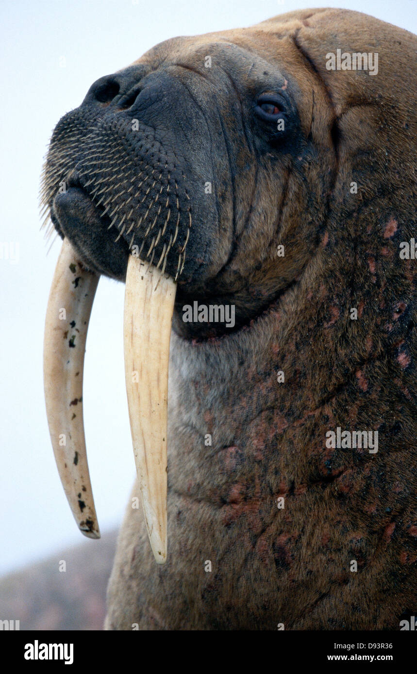 Walrus skin hi-res stock photography and images - Alamy