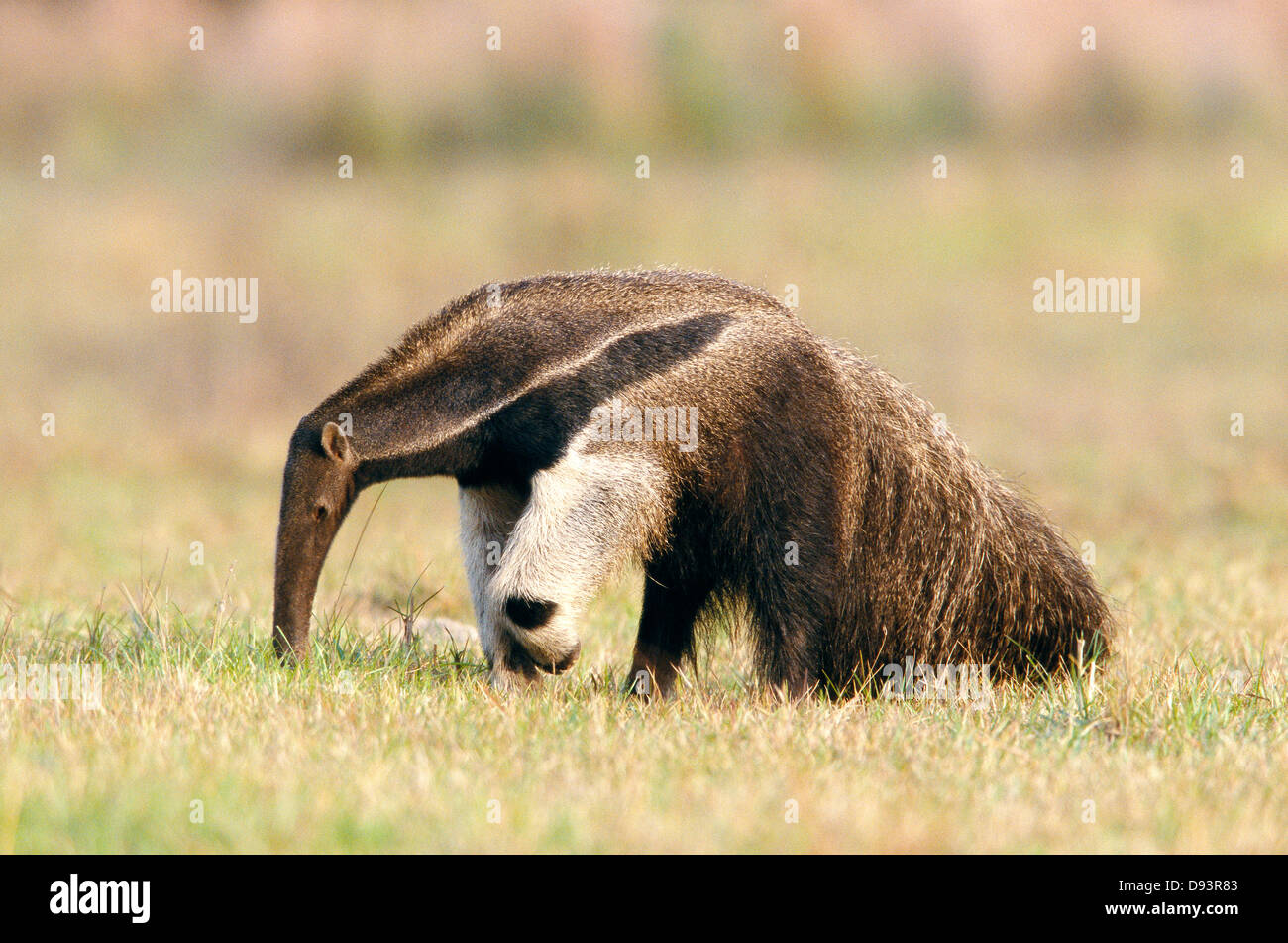 Anteater eating hi-res stock photography and images - Alamy