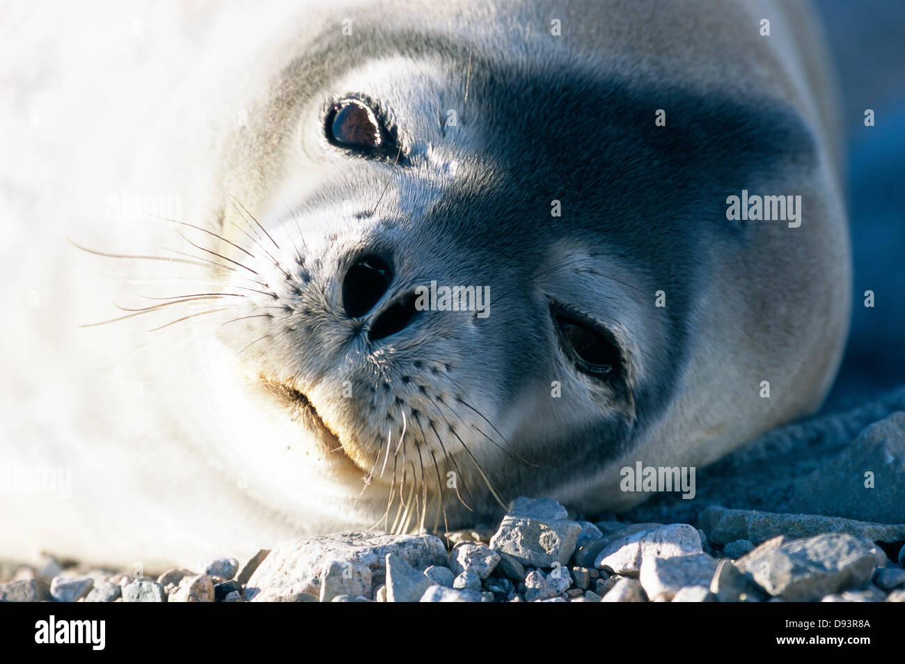 Close up weddell seal hi-res stock photography and images - Alamy
