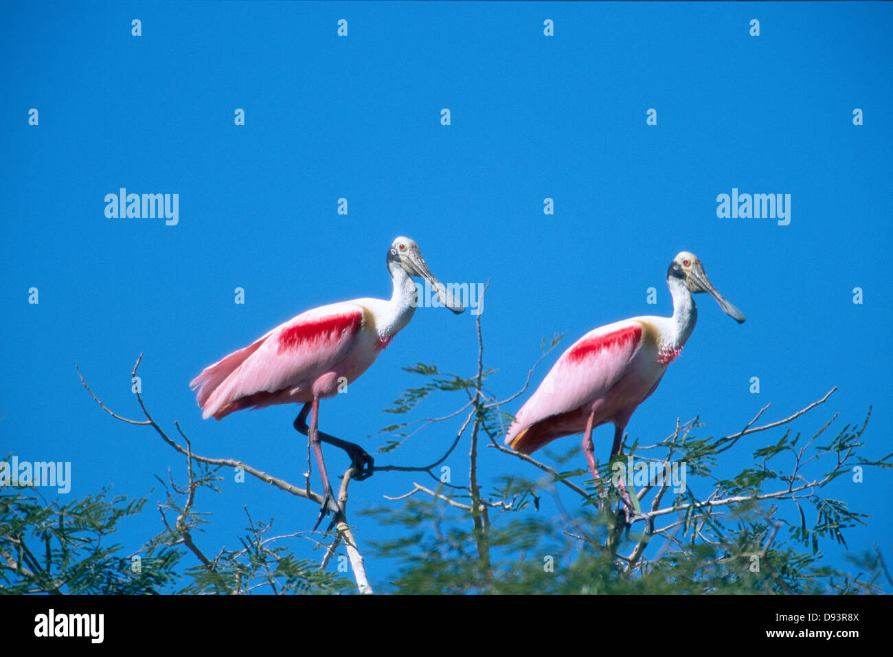 Roseate Spoonbill Pink Two High Resolution Stock Photography and Images ...
