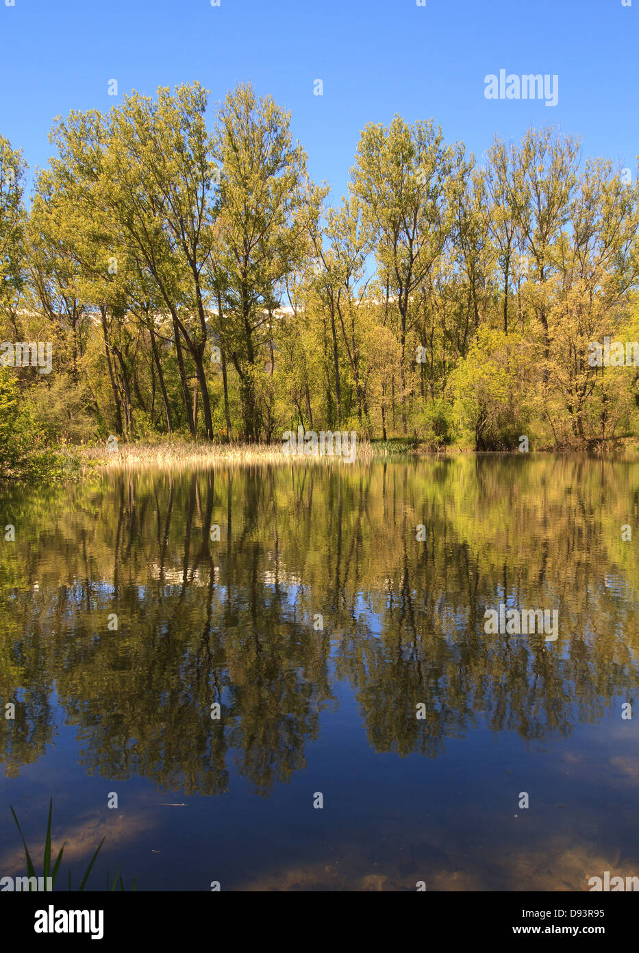 Lake reflecting blue sky and green trees hi-res stock photography and ...