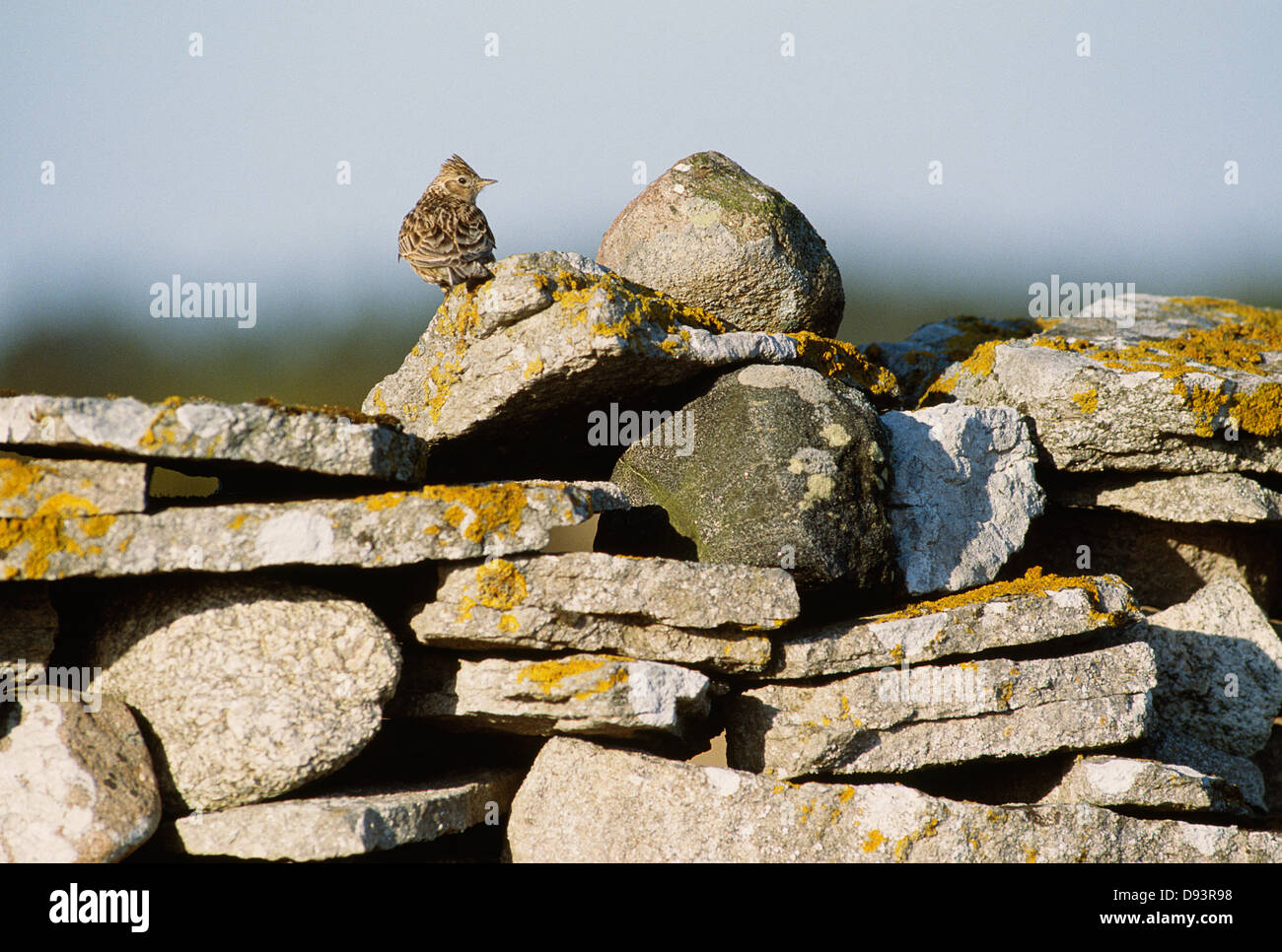 Bird perching on stack of rocks Stock Photo - Alamy