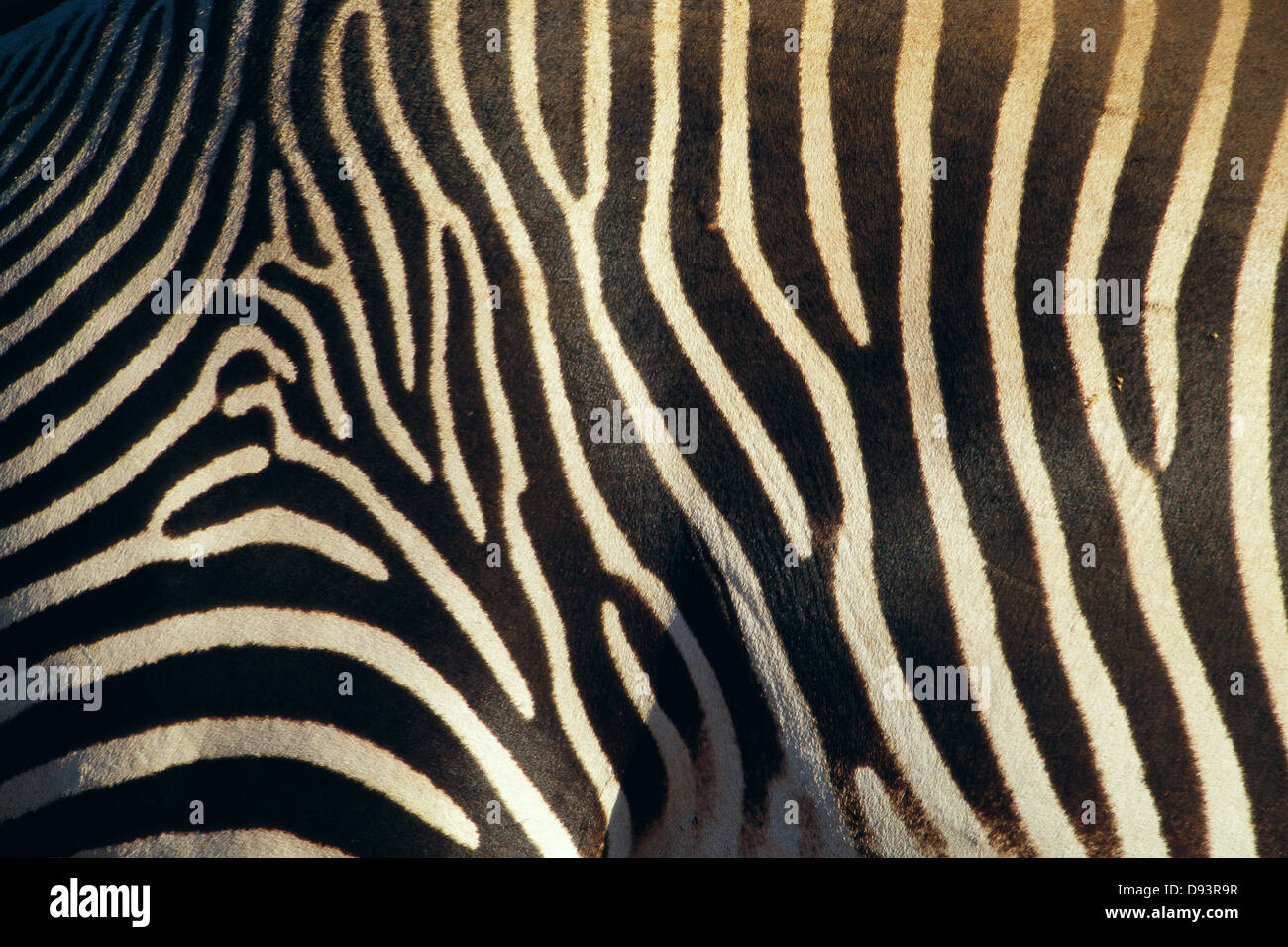 Patterns on a zebra Stock Photo - Alamy