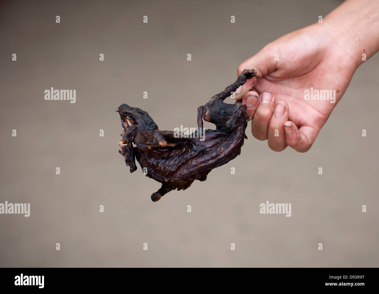 Squirrel meat hi-res stock photography and images - Alamy