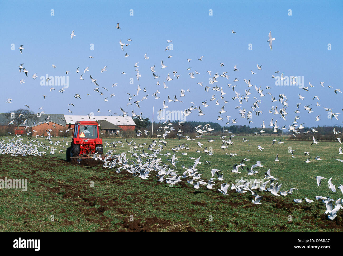 Birds taking off Stock Photo - Alamy
