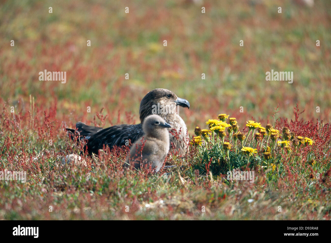 Great skua on nest hi-res stock photography and images - Alamy