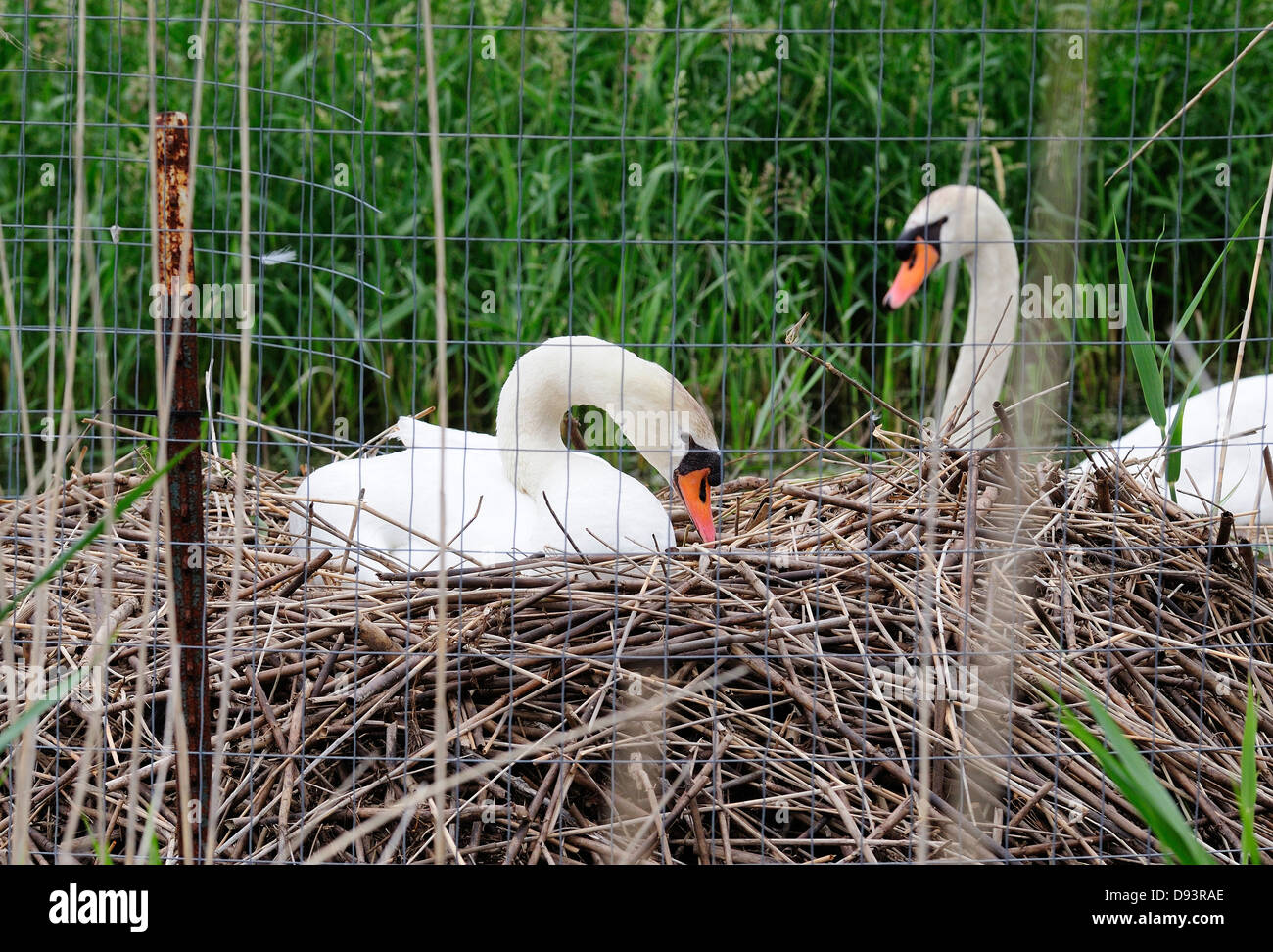 Mute Swans nesting in woodlands Stock Photo - Alamy