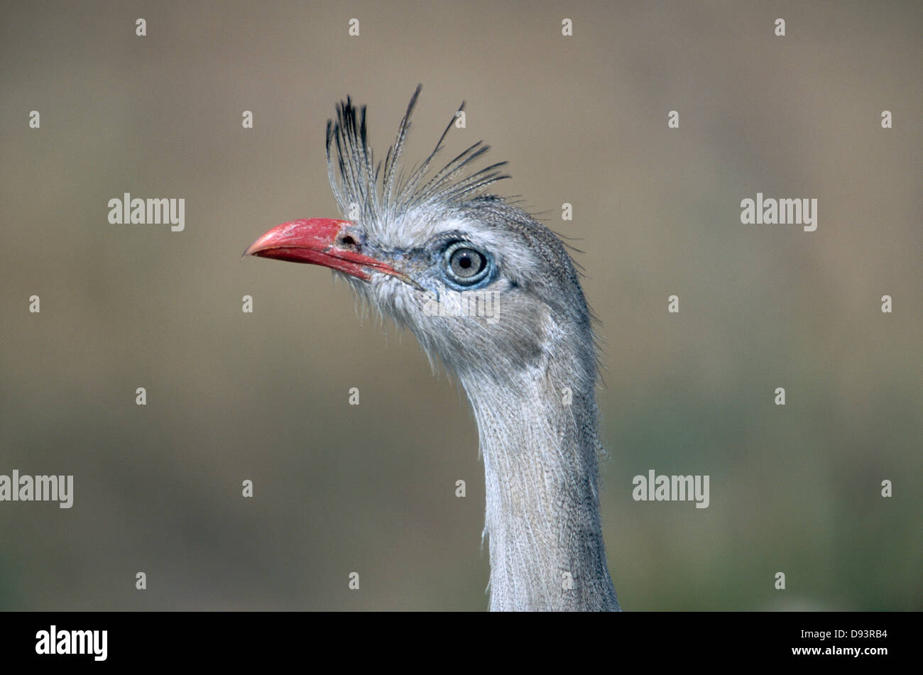 A red-legged seriema Stock Photo - Alamy