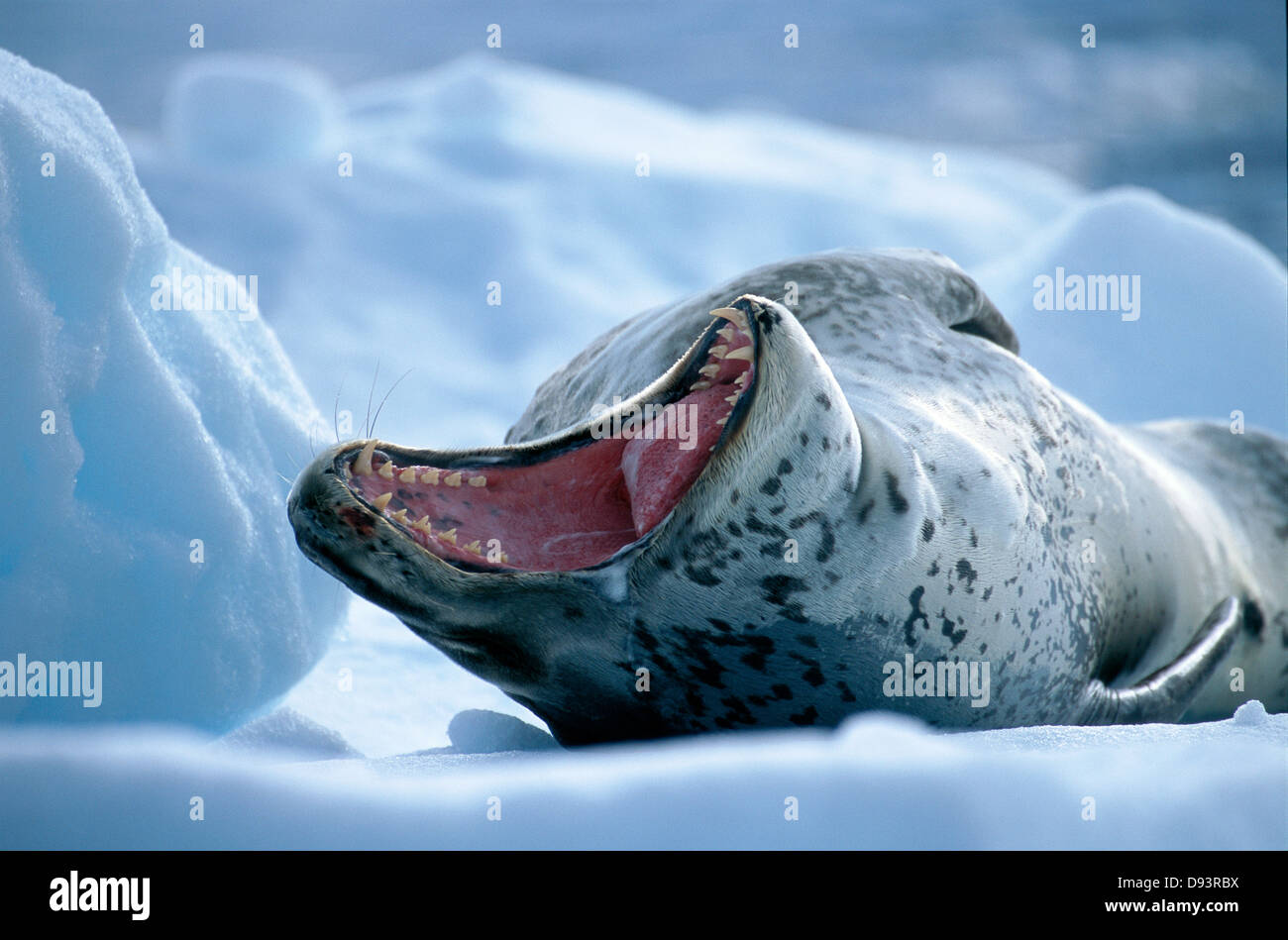 A seal with open mouth Stock Photo - Alamy