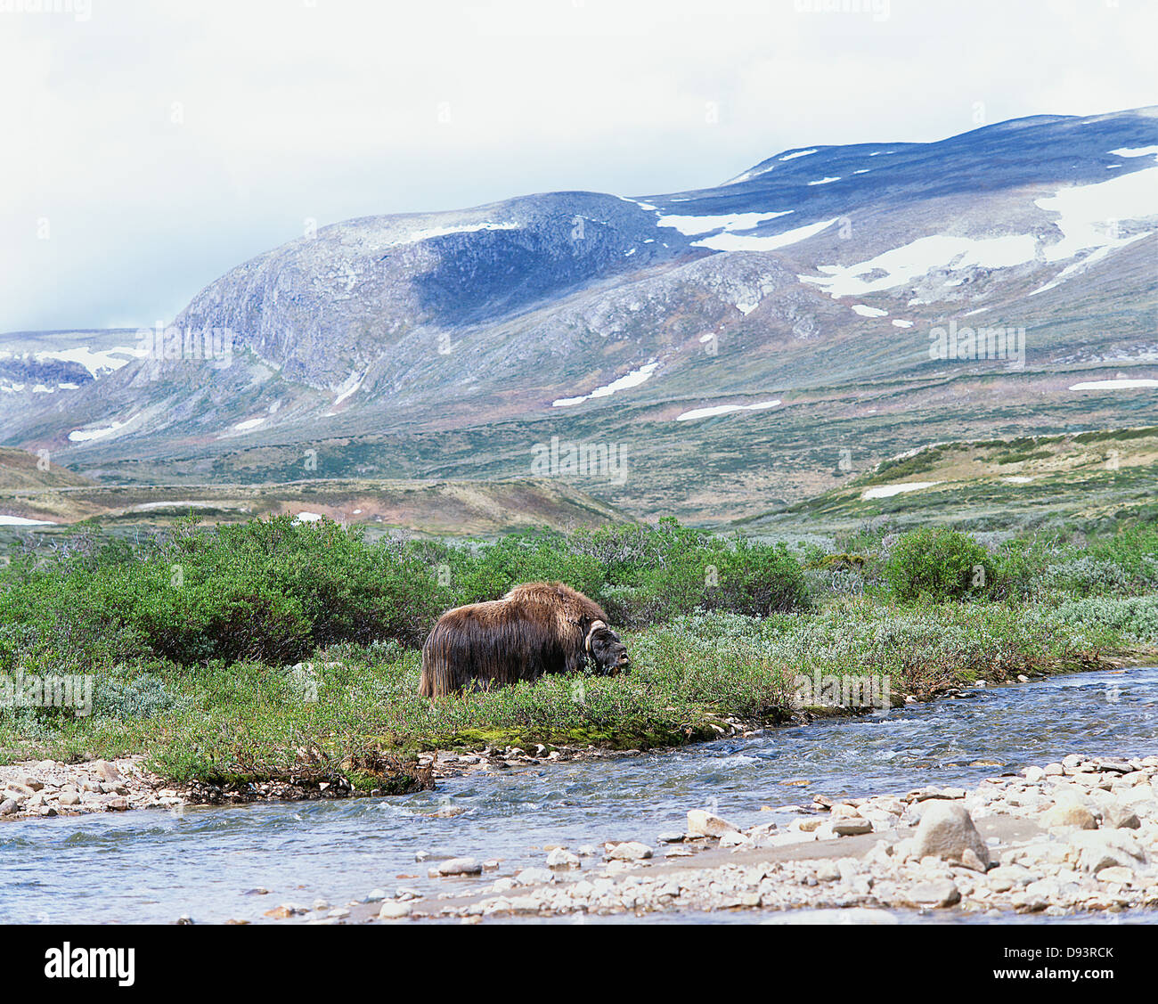 Musk ox grazing in landscape Stock Photo - Alamy