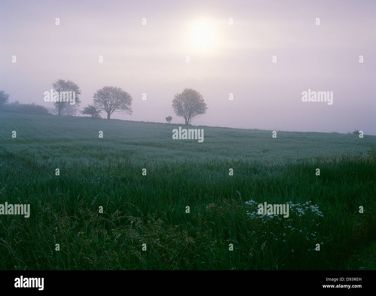 Lush landscape hi-res stock photography and images - Alamy