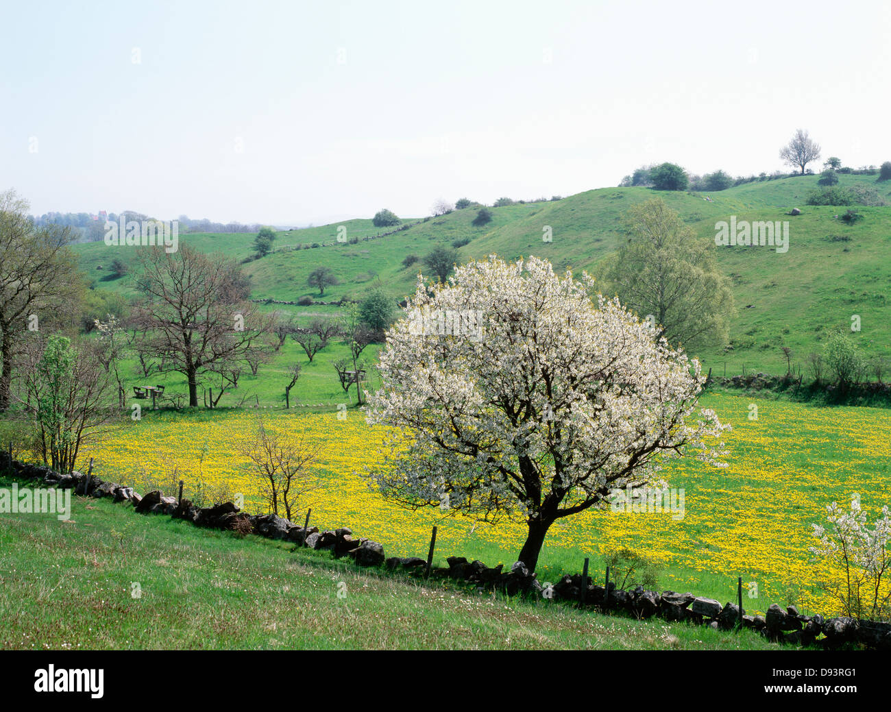 Trees in scenics landscape Stock Photo - Alamy