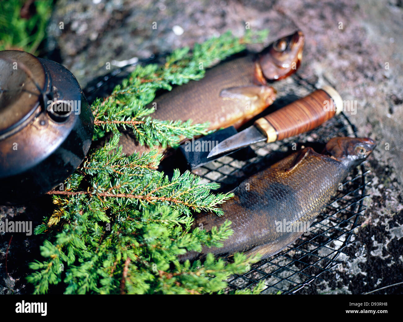 Lampreys hi-res stock photography and images - Alamy