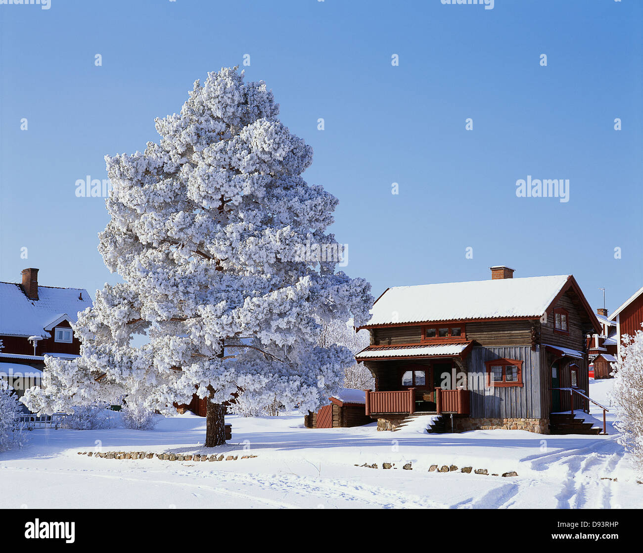 House and tree covered by snow Stock Photo - Alamy