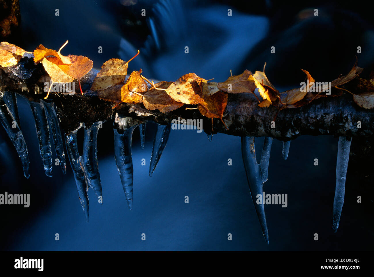 Autumn leaves with a branch hi-res stock photography and images - Alamy