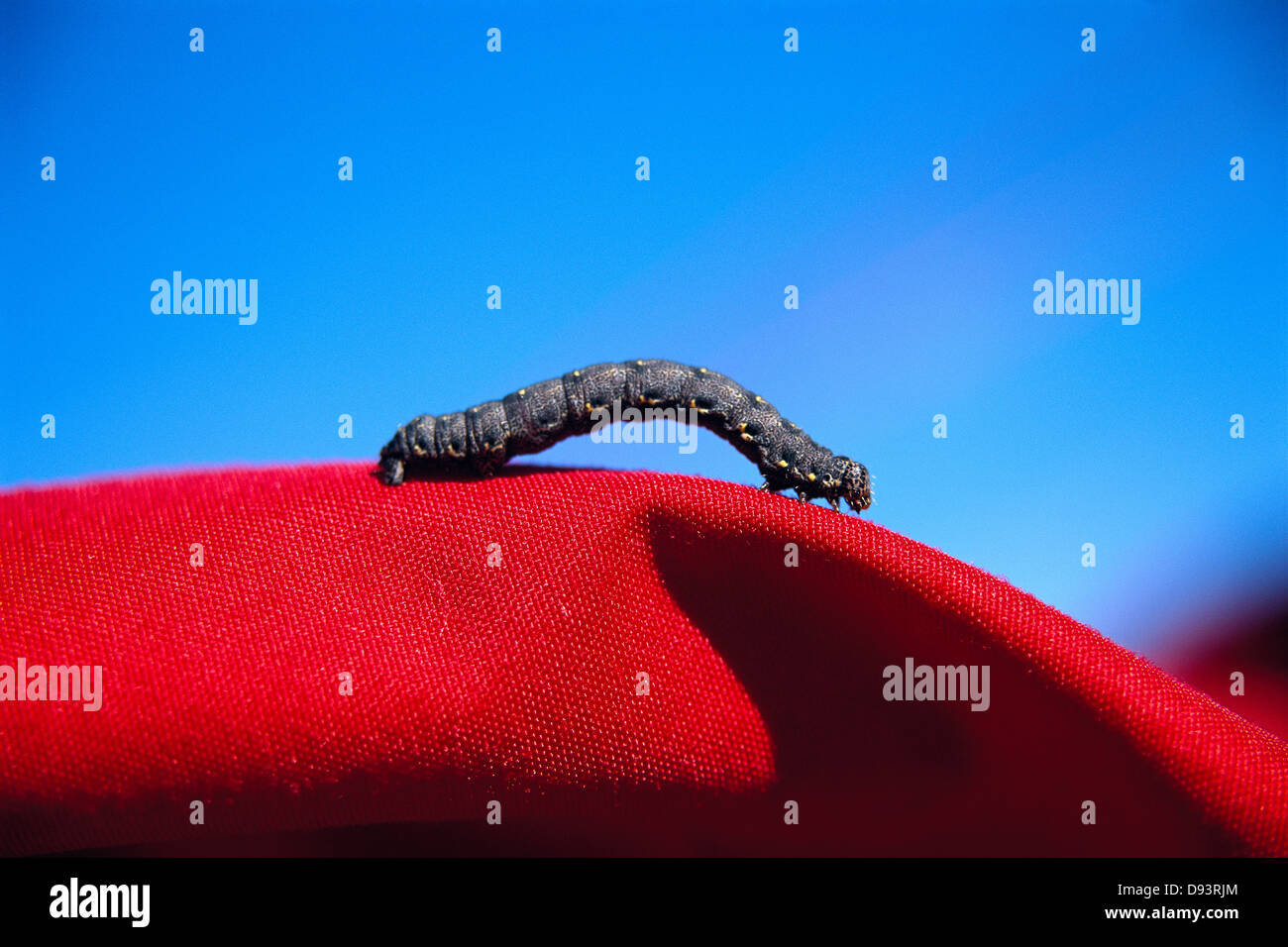A caterpillar on red fabric Stock Photo - Alamy