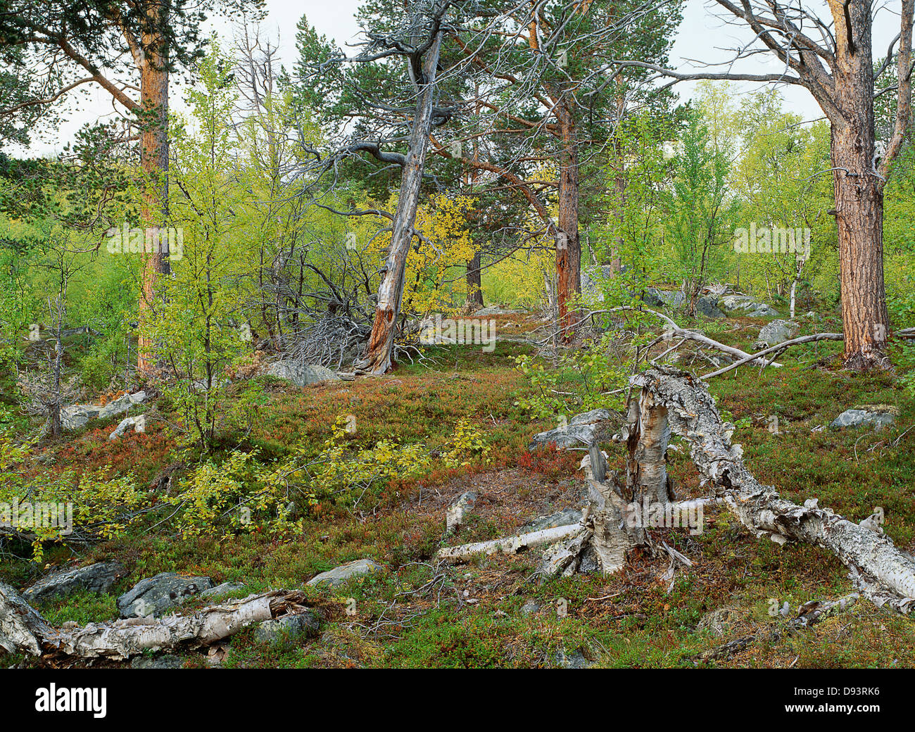 Trees in forest Stock Photo - Alamy