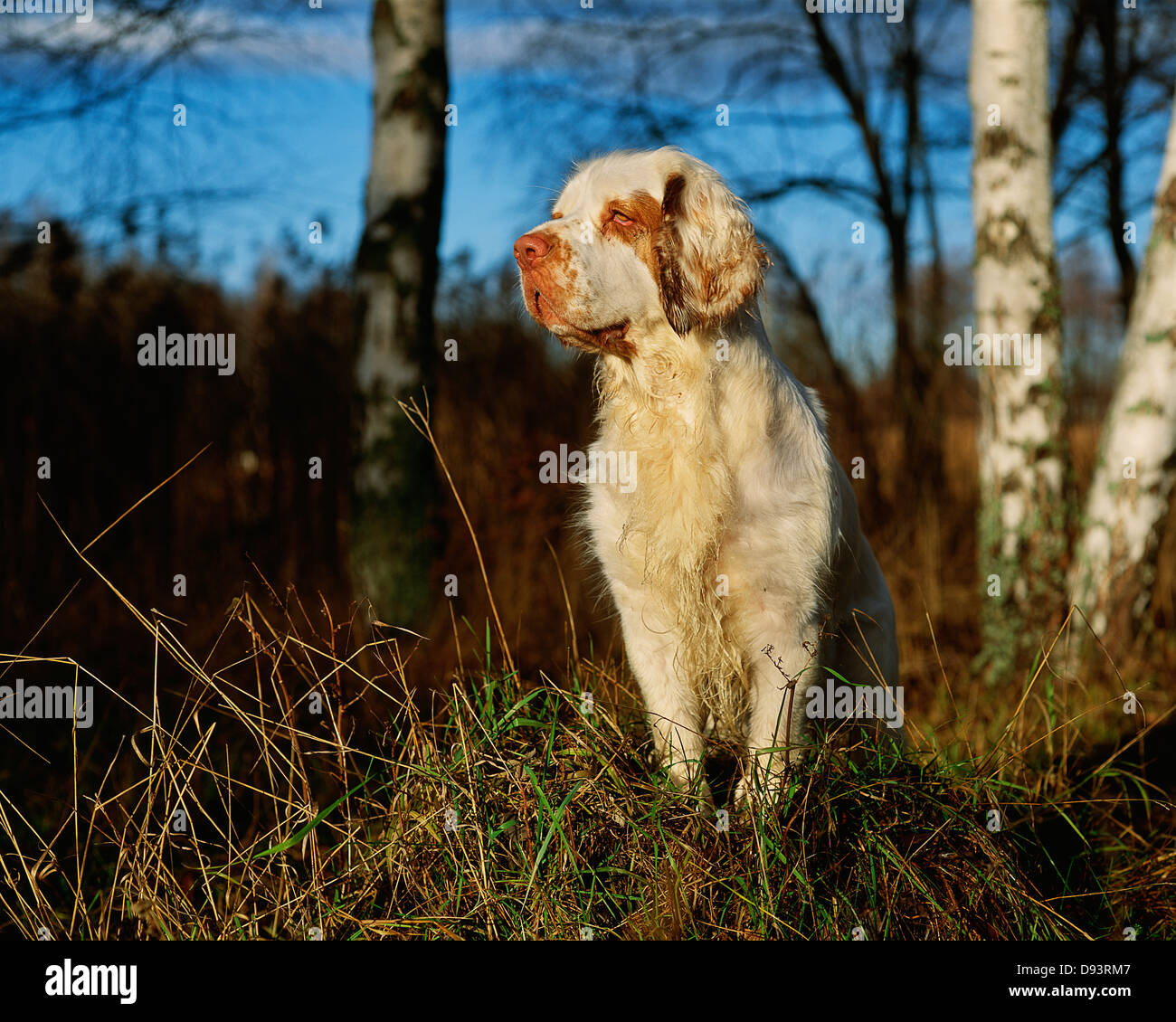 Dog standing in field Stock Photo - Alamy