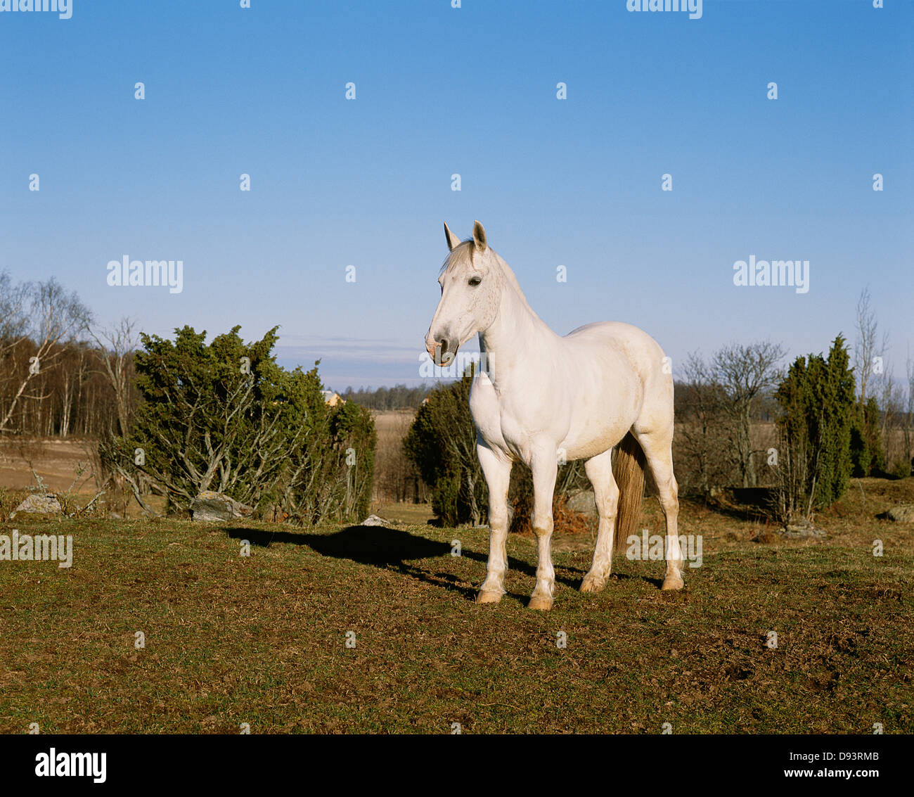 White horse field hi-res stock photography and images - Alamy