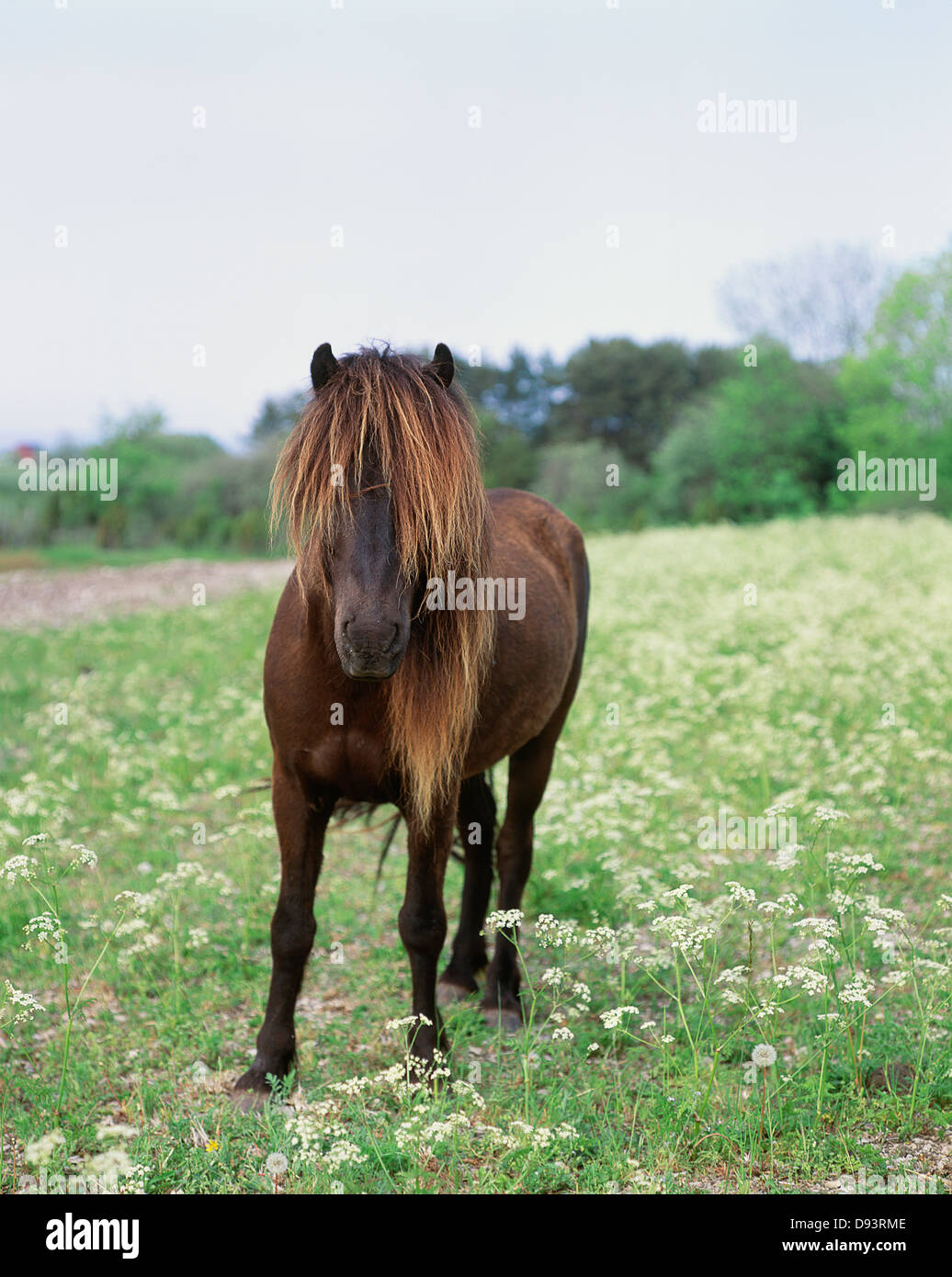 Shaggy horse in field Stock Photo - Alamy