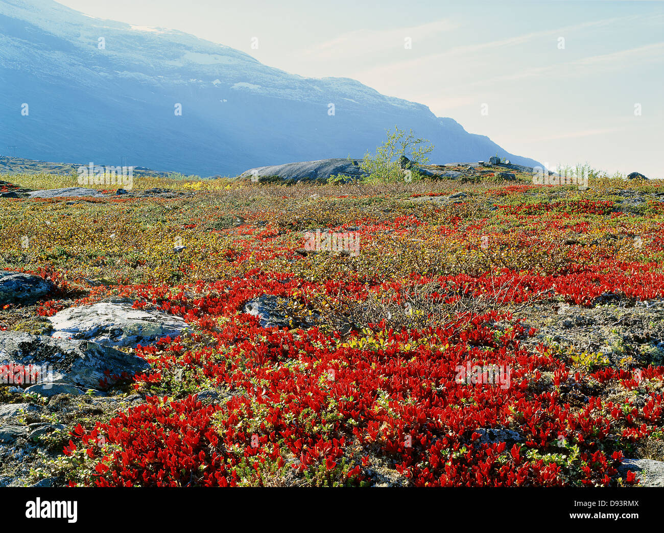 Flowery landscape with mountain in background Stock Photo - Alamy